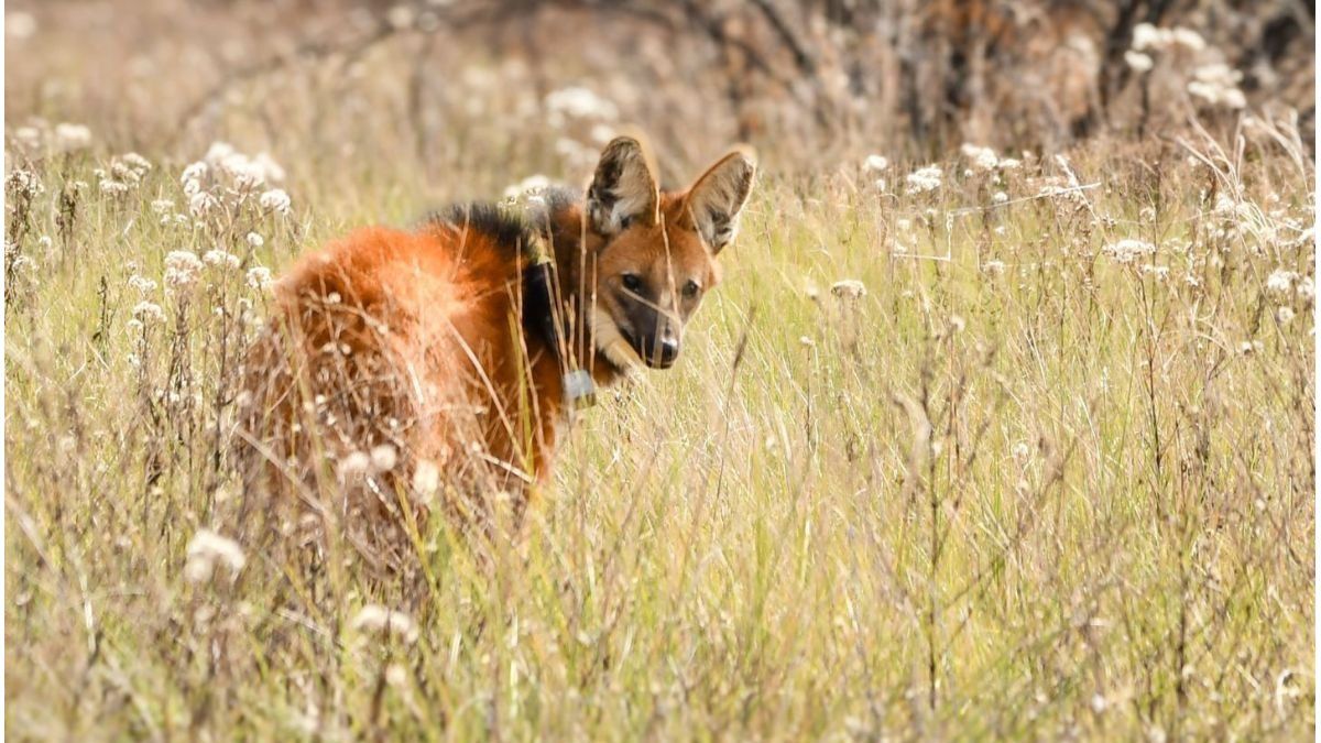 Tras ser asistido en La Esmeralda, liberaron un aguará guazú en su ...