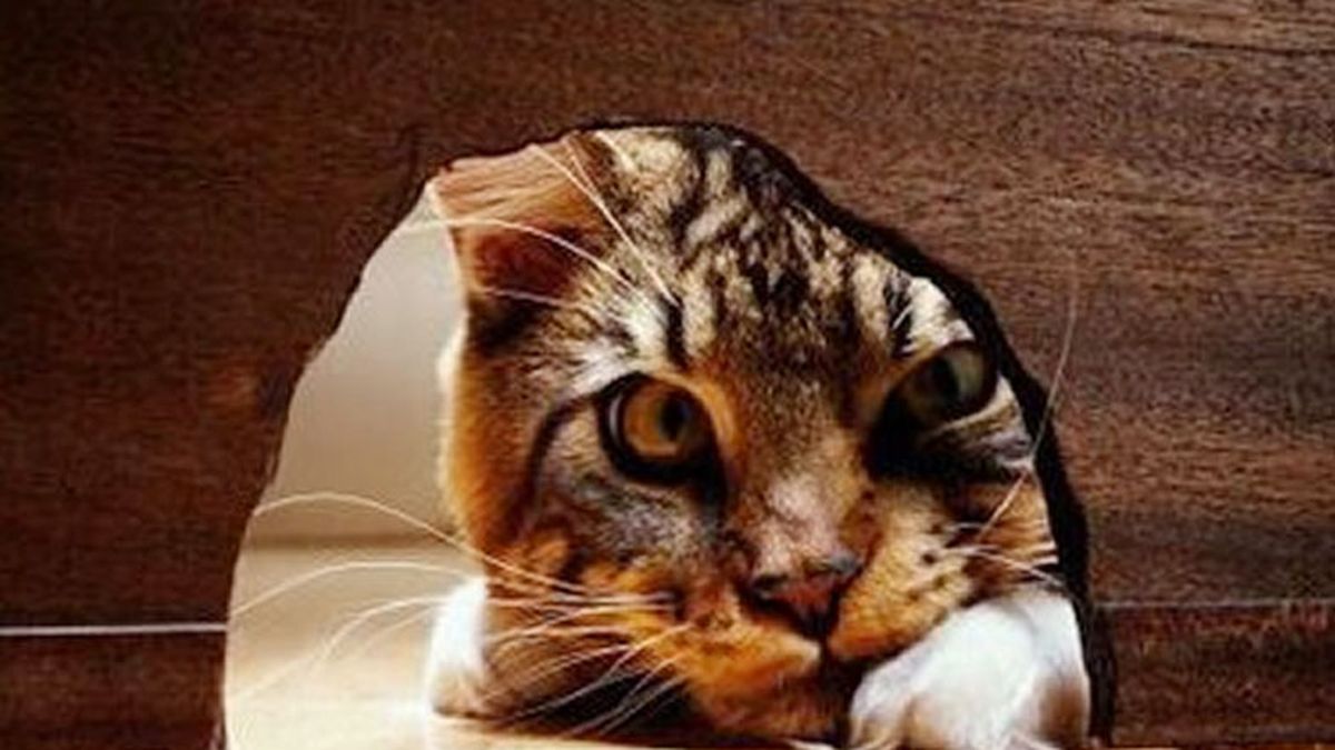 El arma secreta de los gatos para cazar ratones