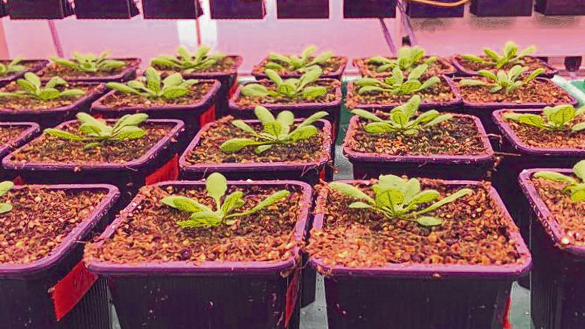Alta o débil: explorando un dilema de las plantas