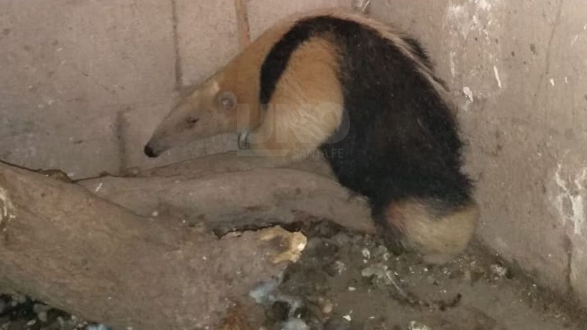Rescataron y liberaron a un oso melero en la zona rural de Calchaquí