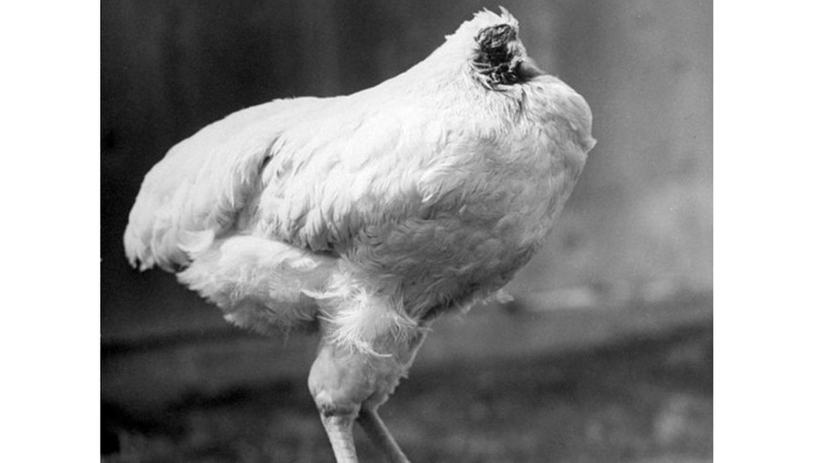 Conocé a Mike, el pollo que vivió un año y medio sin cabeza