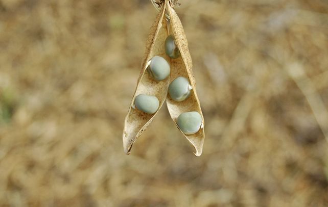 Los secretos de la arveja, una legumbre que viene prendiendo fuerte en ...