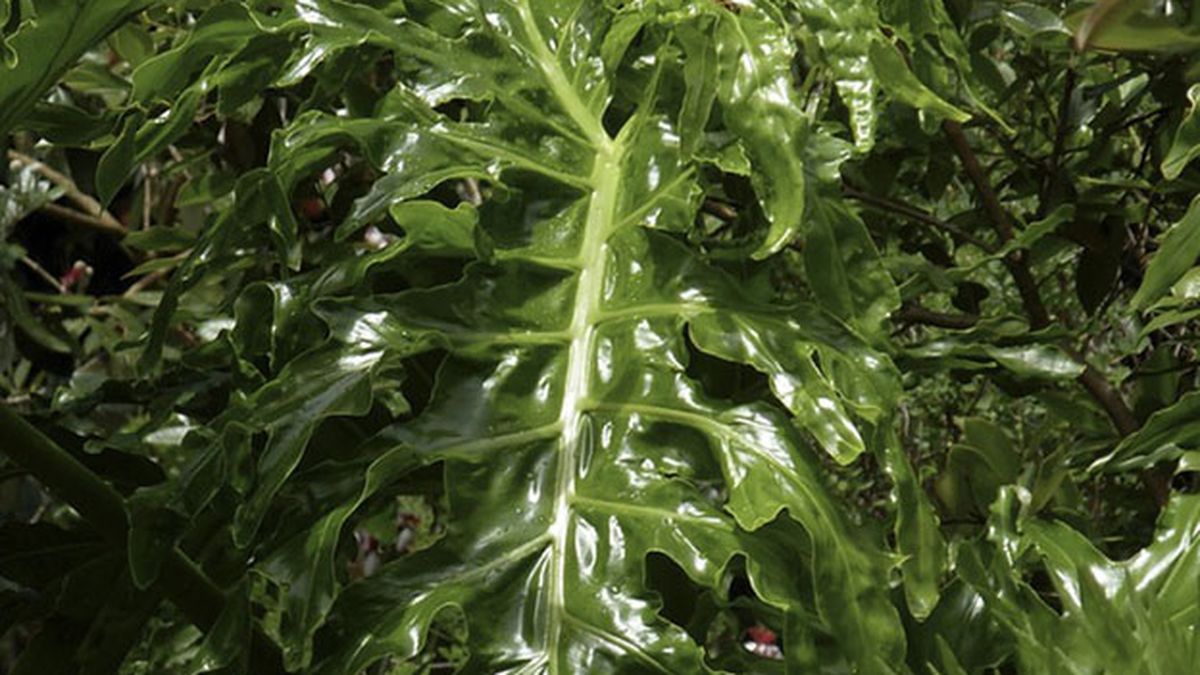 Diez plantas tóxicas comunes en el hogar