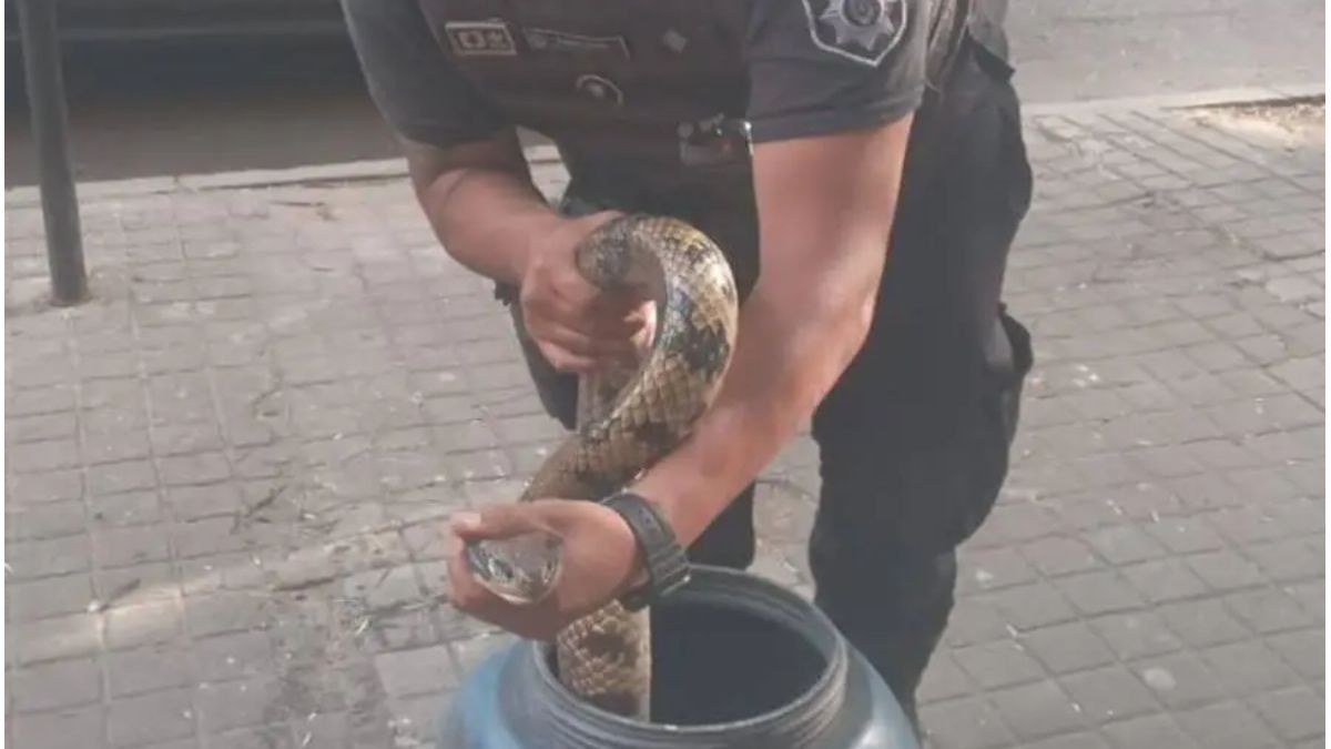Encontraron una víbora de dos metros de largo debajo de un auto en ...