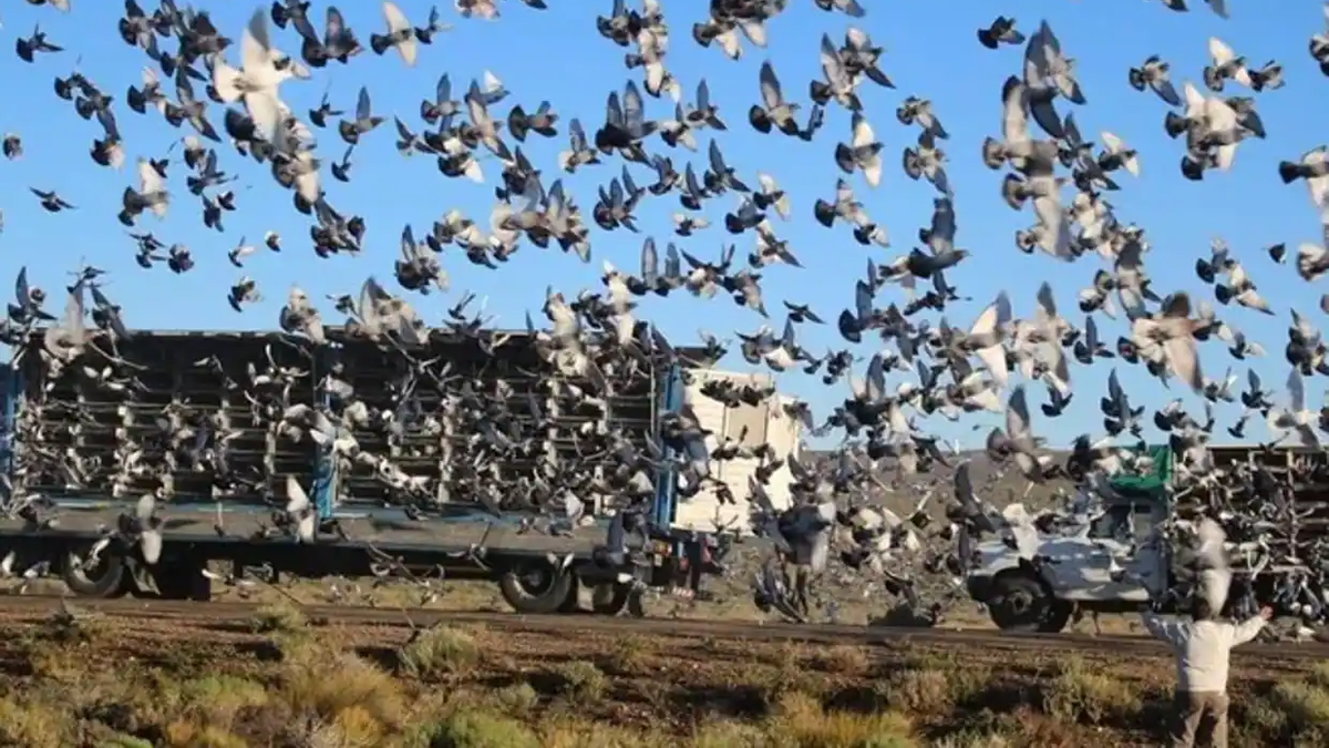 Intentaron entrar droga a la cárcel con una paloma: el descargo de los ...