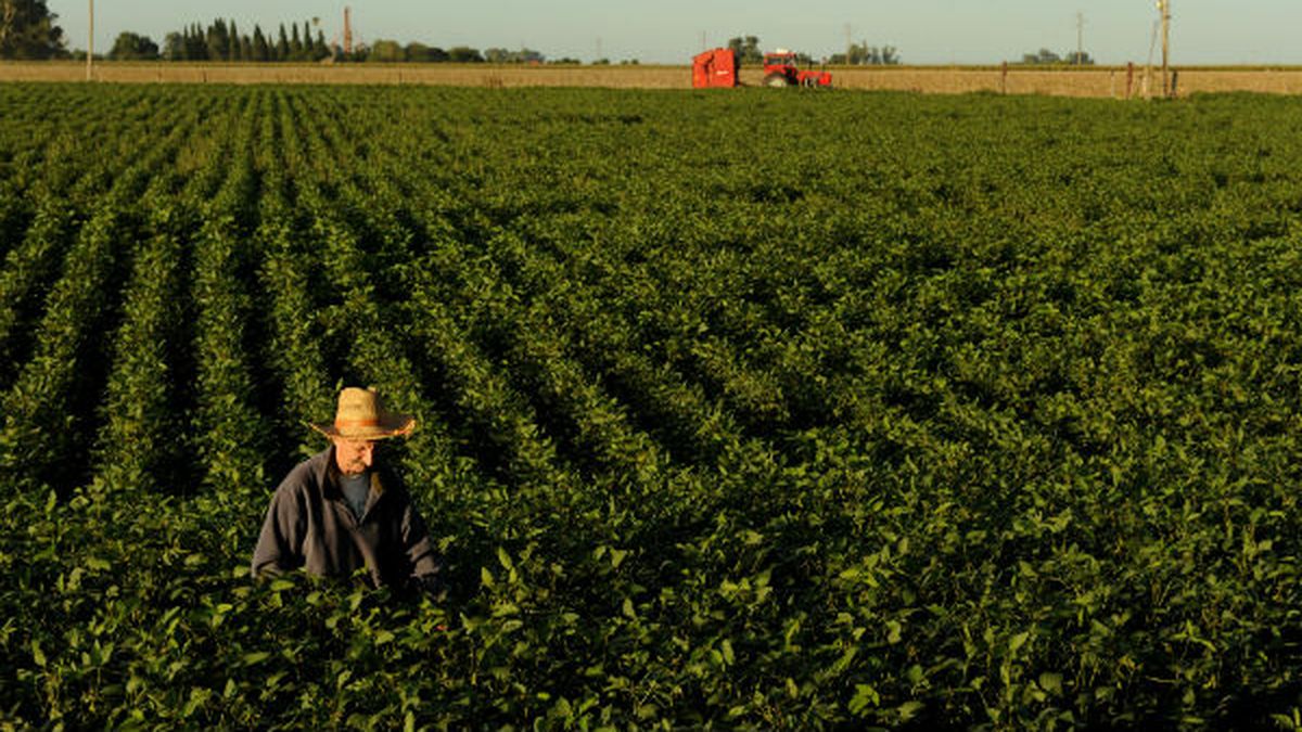 Los productores de siembra directa achican números para la campaña de ...