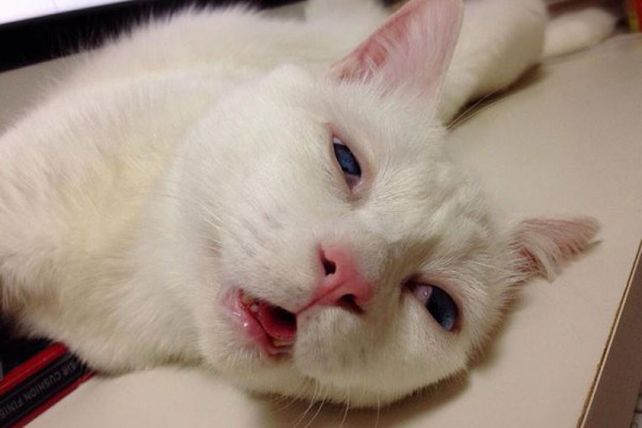 Este es el gato más feo cuando duerme de Japón