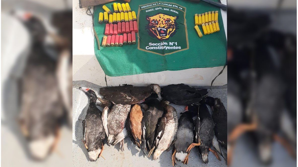 Depredadores de la fauna: los sorprenden e incautan patos, armas ...