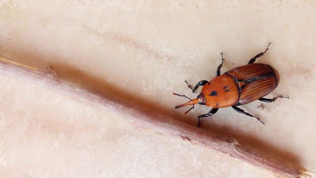 ¿Qué es el Picudo Rojo y por qué hay que cuidarse de él?