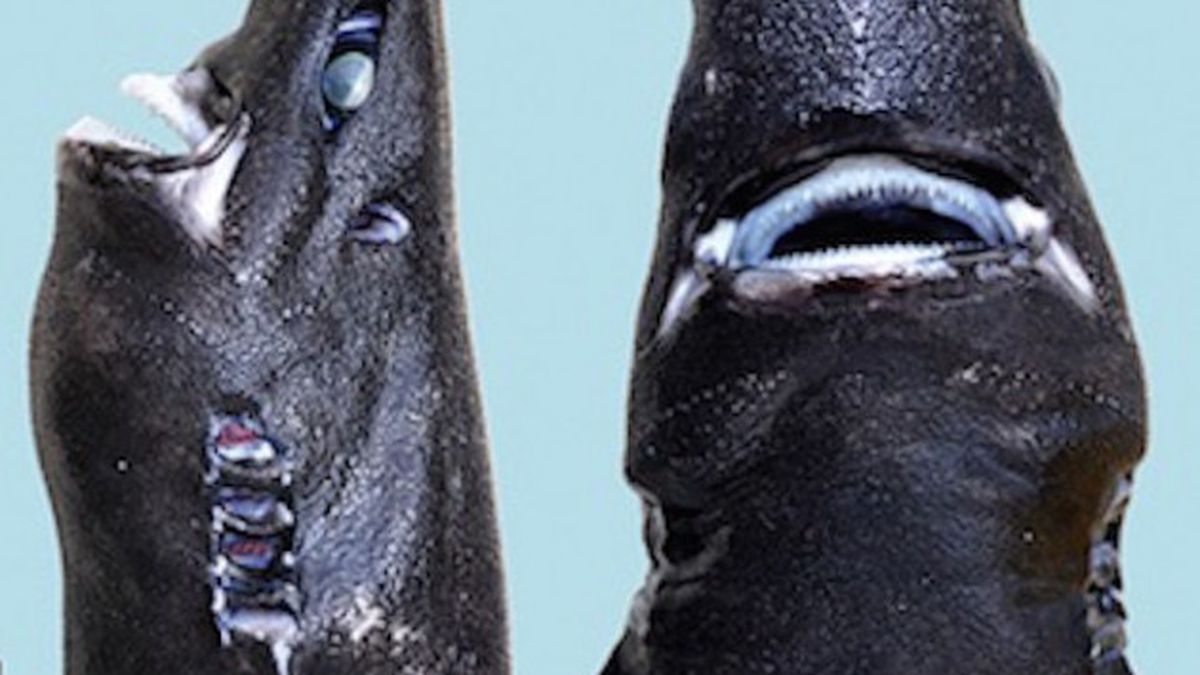 Un grupo de investigadores descubrió un tiburón con luz propia y ...