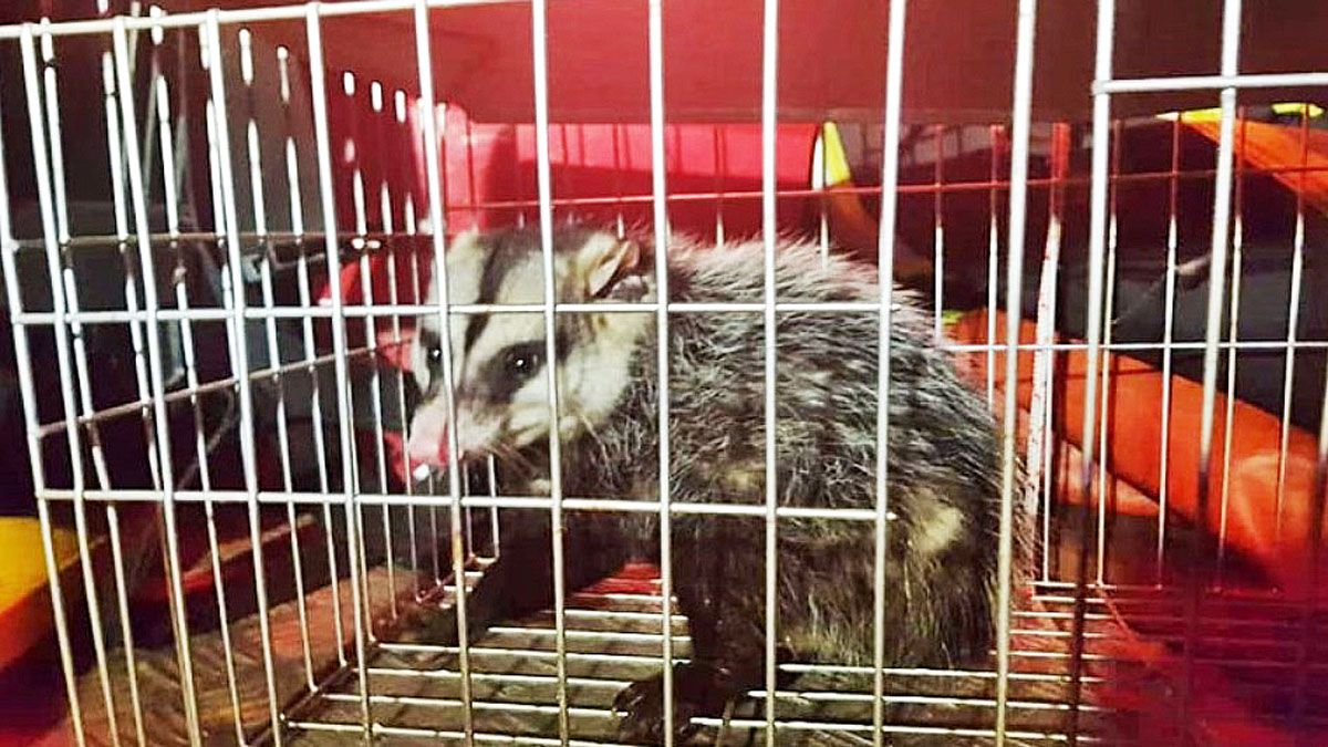 Una comadreja se metió en un kiosco e hizo desastre