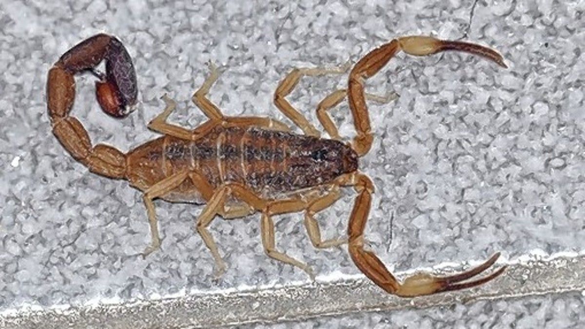 Las 10 recomendaciones de expertos ante la picadura de un alacrán