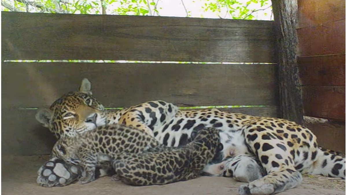 Nacieron dos ejemplares de yaguareté en El Impenetrable