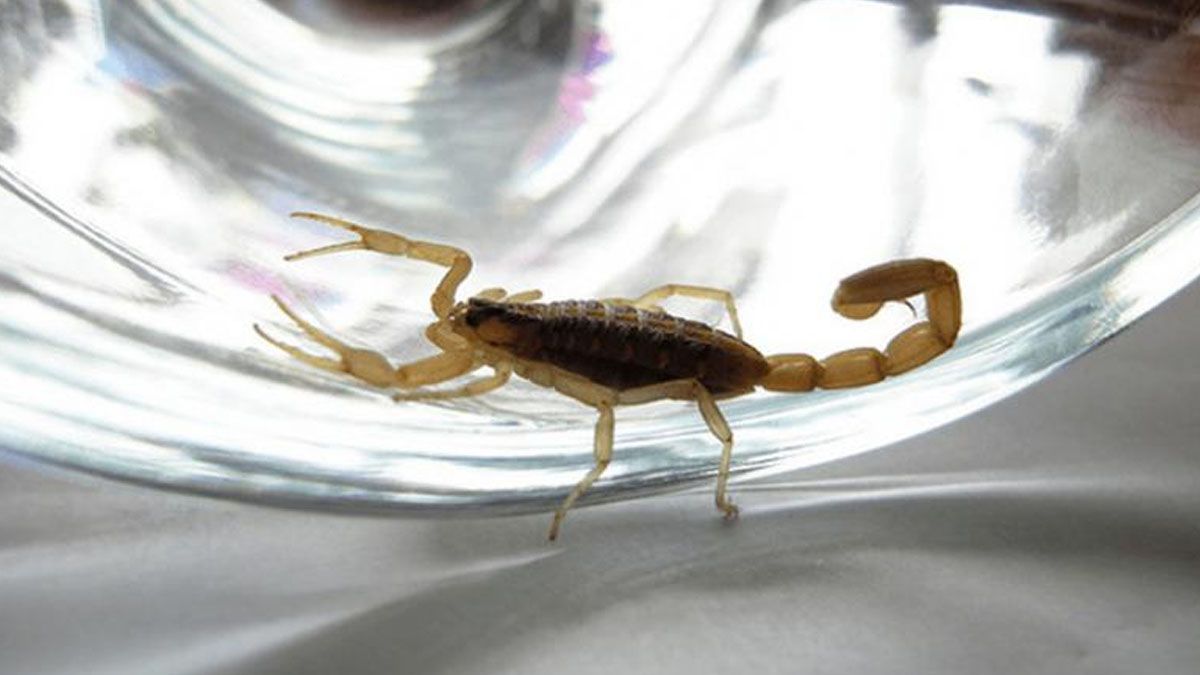 El Alassia ya recibió pacientes con picaduras de alacranes y trabaja ...
