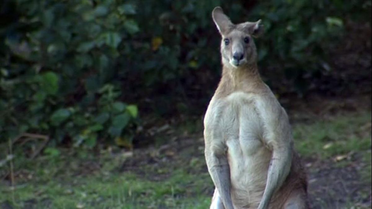 Dave, el canguro musculoso que impresiona por su físico