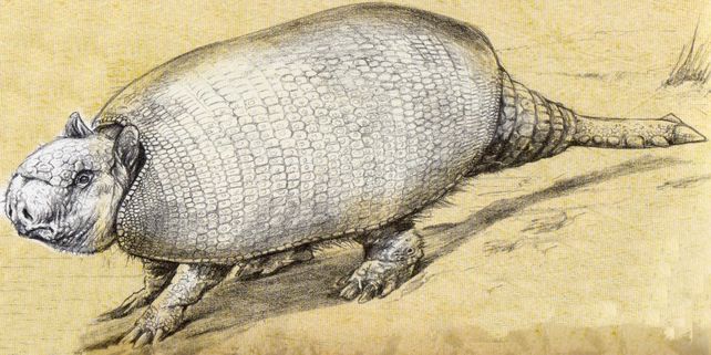 Rescatan los restos de un gliptodonte hallado en Las Petacas