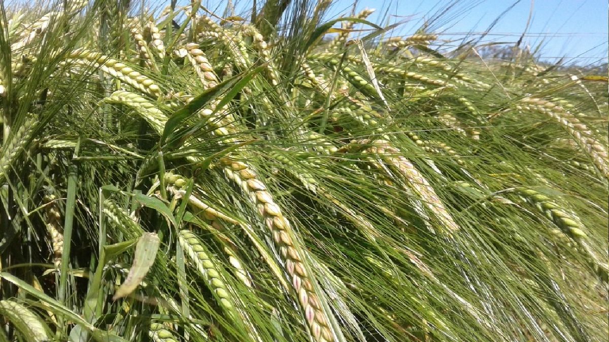 Cebada: corren nuevos vientos para el cultivo