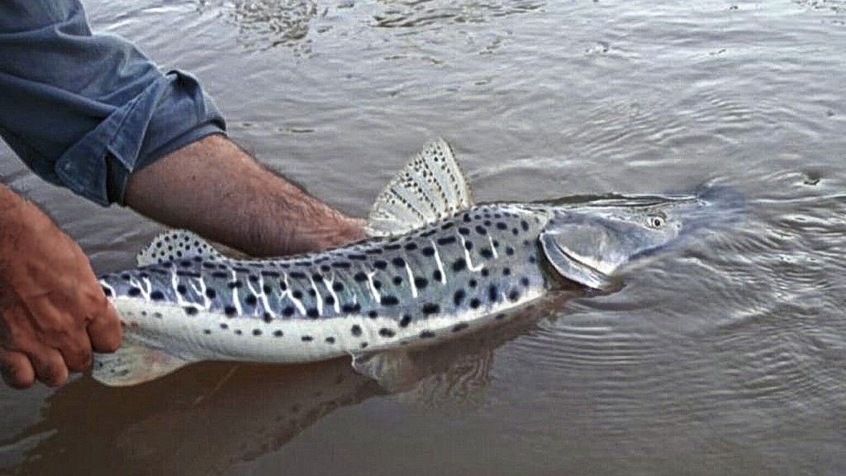 Rige la veda del surubí hasta fin de año en Santa Fe