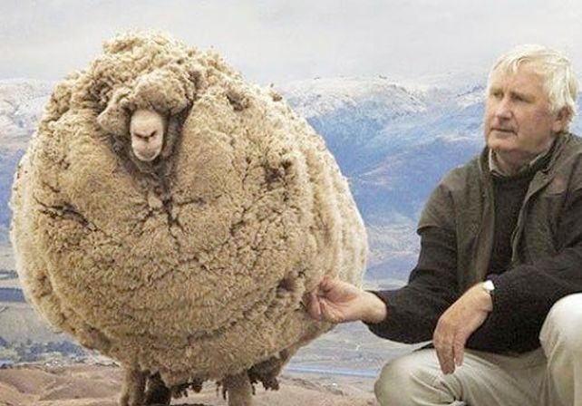 La oveja rebelde: se escondió durante 6 años para que no la esquilen