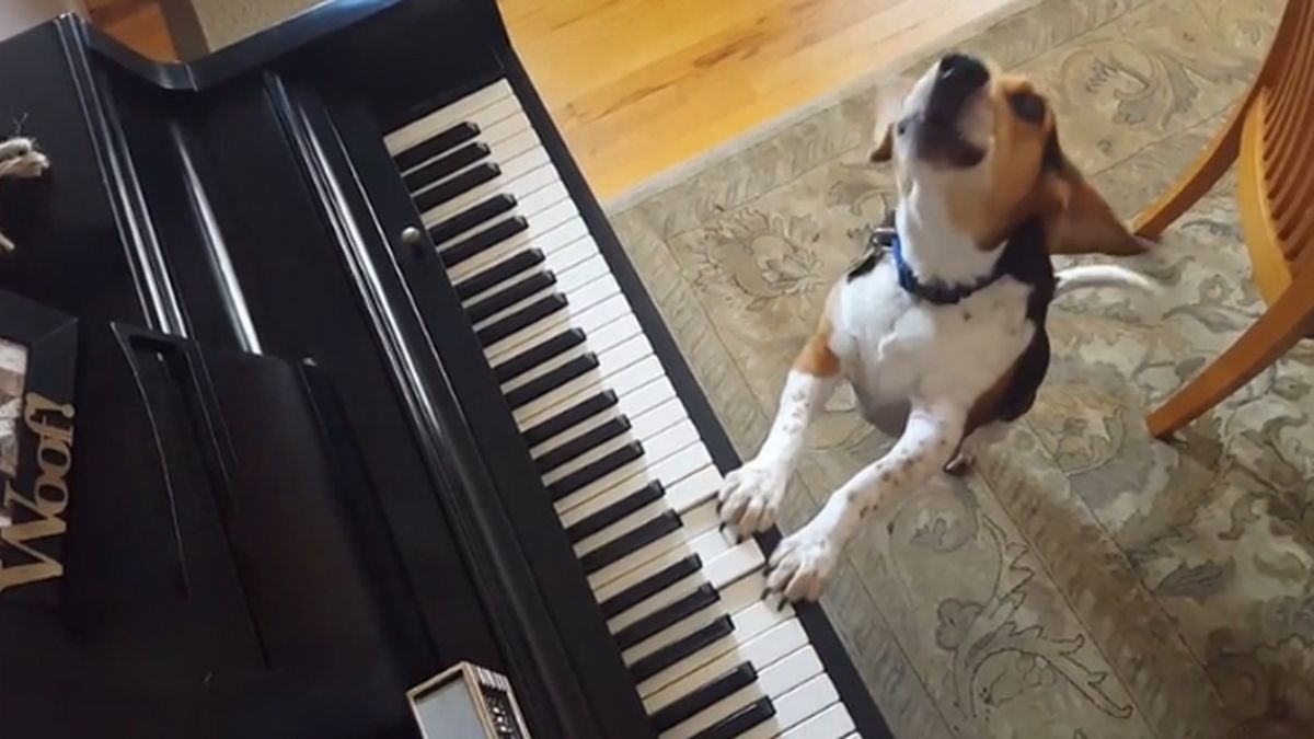El perrito que toca el piano y canta es la nueva sensación de Facebook