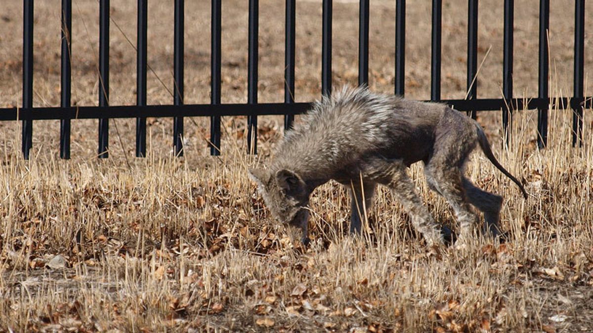 El análisis de ADN del chupacabras revela su verdadero origen