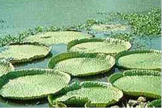 El irupé despliega toda su belleza sobre el río Paraná