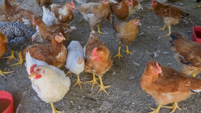 Influenza aviar: claves sanitarias para la crianza de aves de traspatio