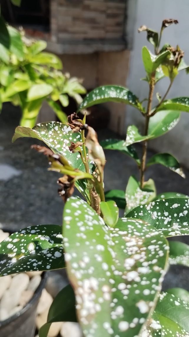 Explosión en Atanor: vecinos de San Nicolás encerrados y sin luz en ...