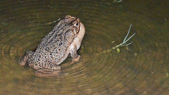 El sapo argentino sigue dando gritos que el sistema desoye