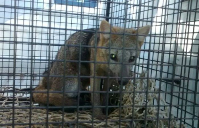 Ayer Fueron Dos Cerdos Y Hoy Apareció Una Pequeña Zorra En Pleno Centro De La Ciudad