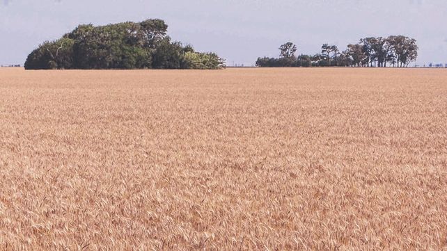 Números finos: la siembra de trigo va paso a paso