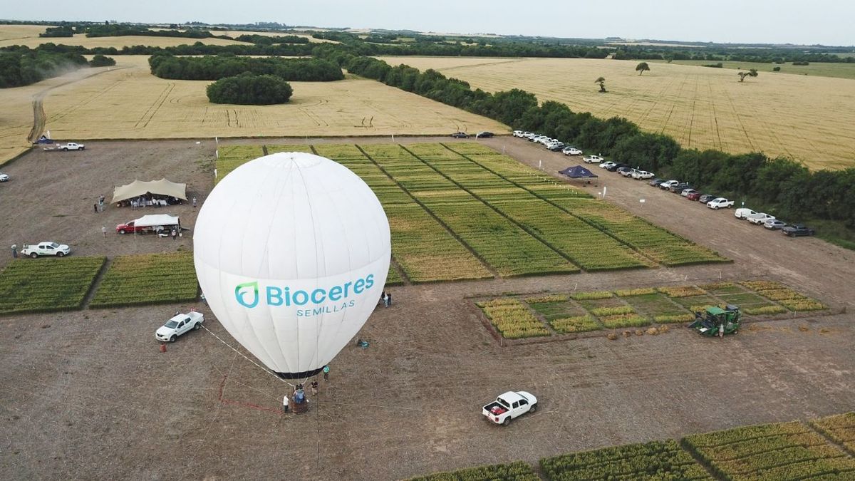 Trigo: Bioceres presentó su menú para el 2025