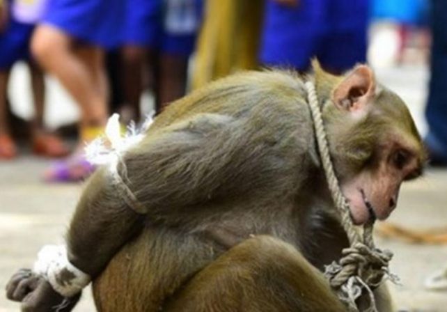 Insólito: el mono ladrón que fue arrestado y expuesto a una humillación ...