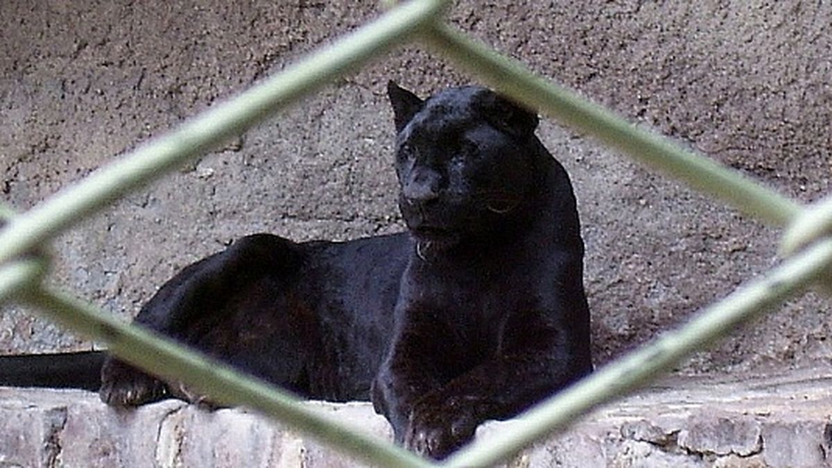 Murió de vieja la pantera de Mendoza
