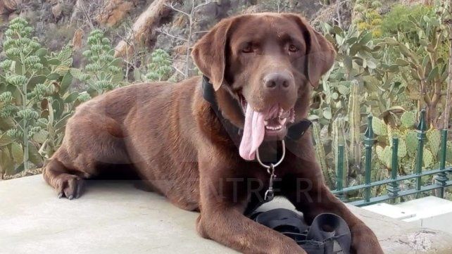 Murió Nerón, un perro bombero que buscó a Loan en Corrientes: qué le pasó