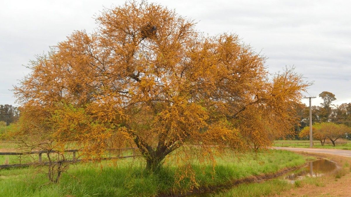 Seleccionaron al árbol característico de Entre Ríos