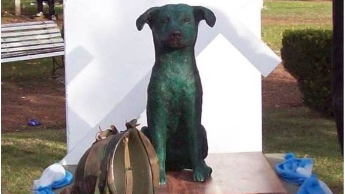 La conmovedora historia de Tom, el perro callejero que fue a Malvinas ...