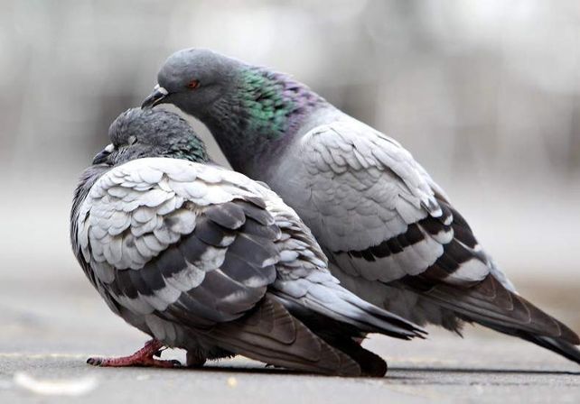 Anticonceptivos para palomas: la curiosa iniciativa española