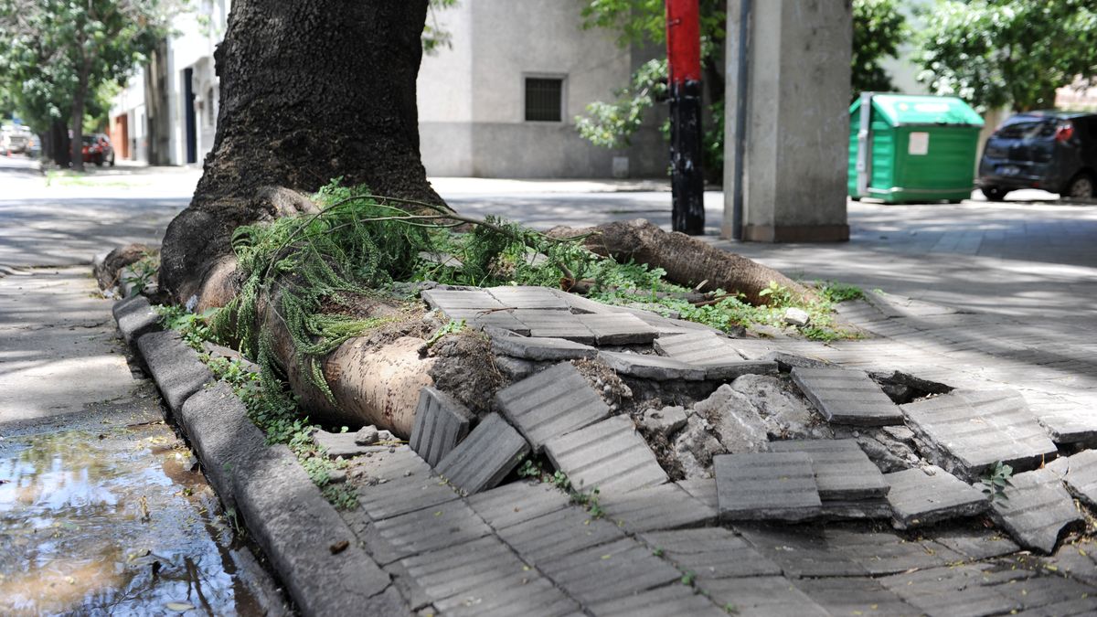 Nueva condena al municipio por lesiones por veredas rotas