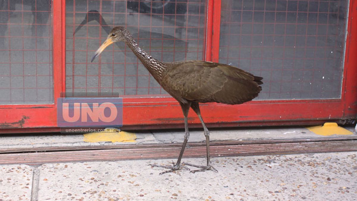 Un carau en pleno centro de Paraná