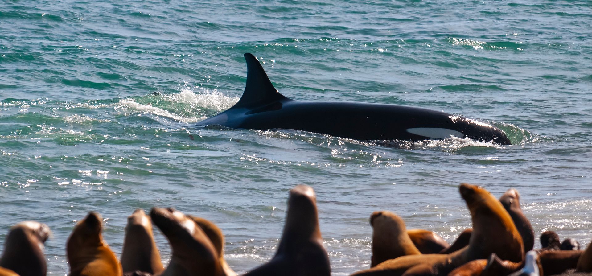 Temporada de orcas en península valdés: llega el momento para verlas ...