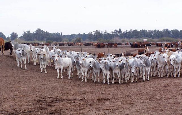 Tecnología y manejo: las claves de una ganadería competitiva