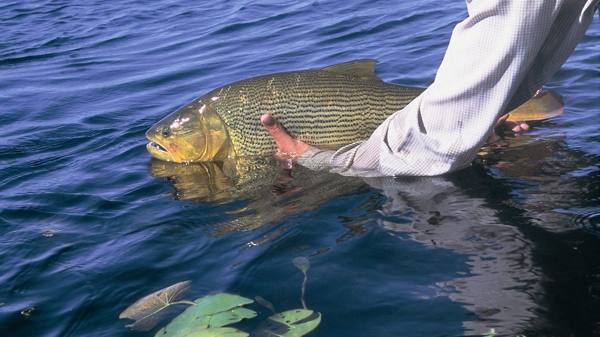 Rige la veda para la pesca del dorado en el río Uruguay