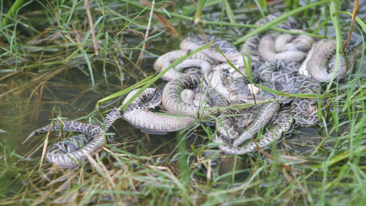 Crecen los casos de perros mordidos por víboras en las islas de Victoria