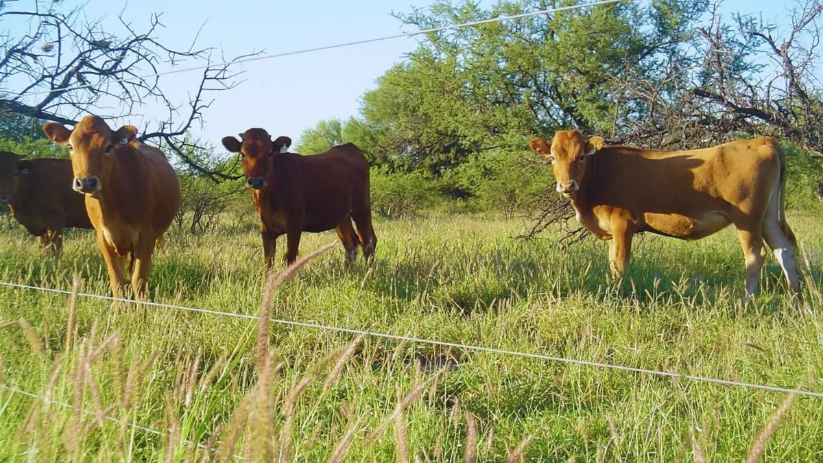 Buffel grass: una pastura para optimizar la producción ganadera
