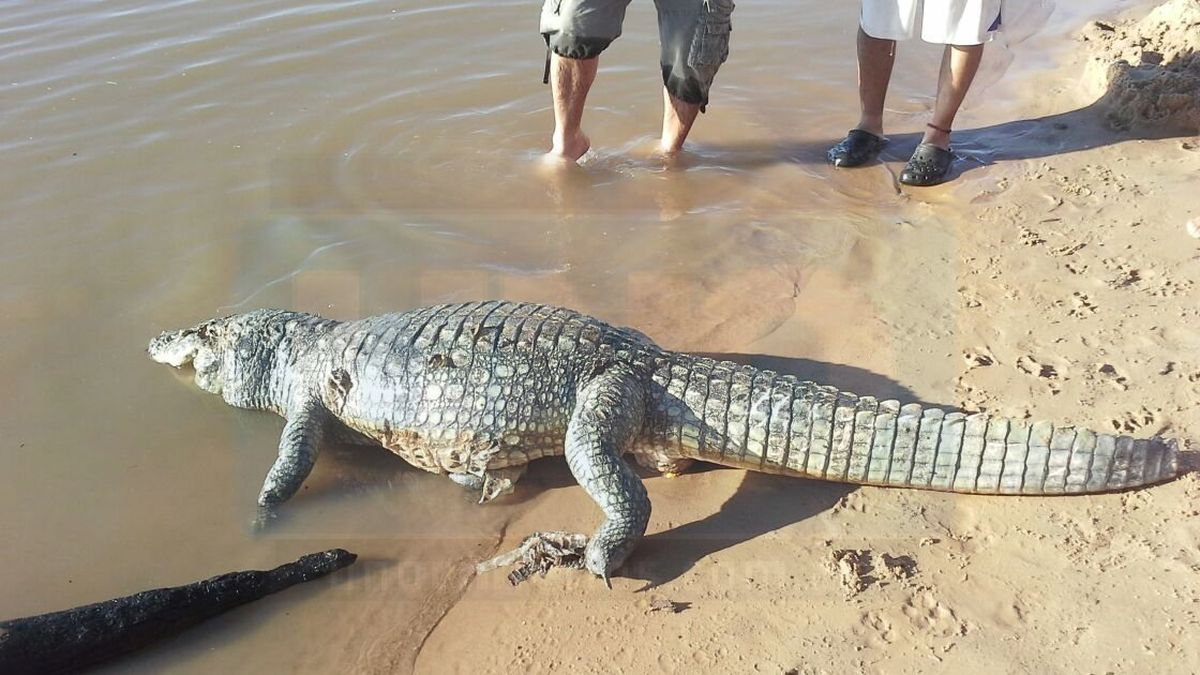 Apareció un yacaré en las costas entrerrianas