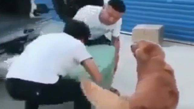 El video viral de un perro que deja en ridículo a sus amos