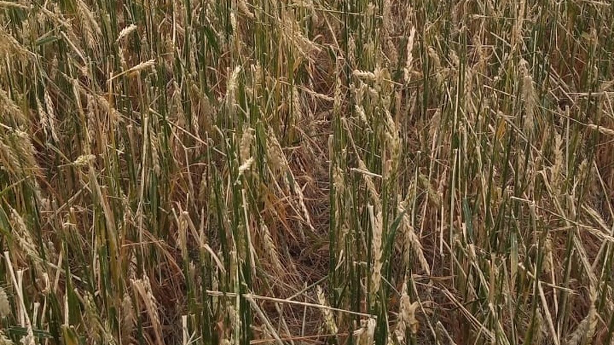 Entre Ríos registró el récord histórico de siembra de trigo en la ...