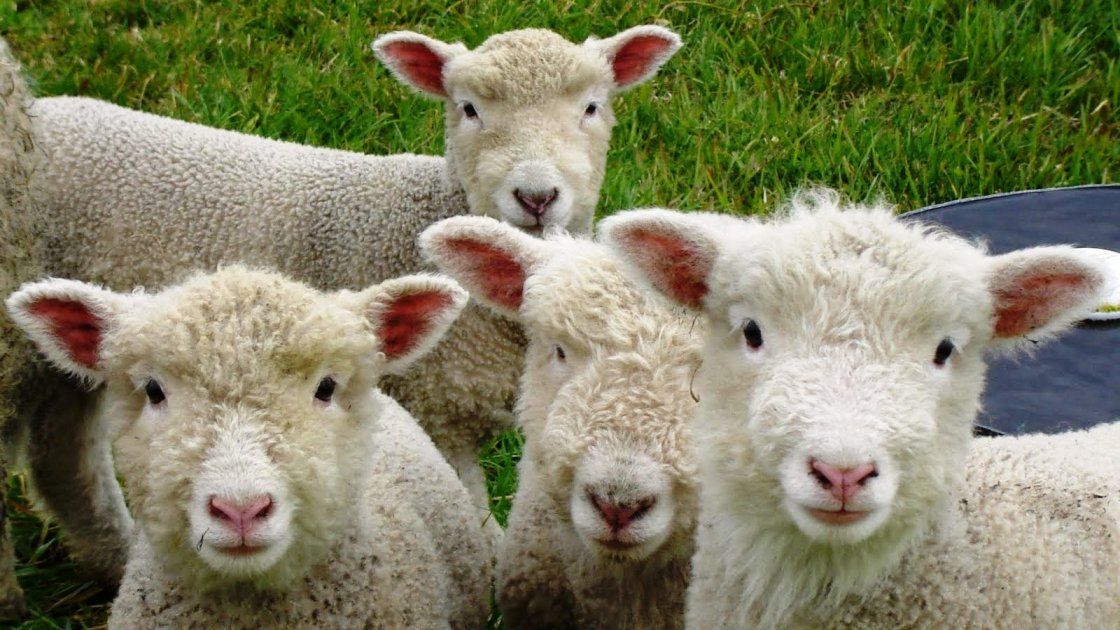 Un rebaño de ovejas cayó en una espiral psicótica después de ...