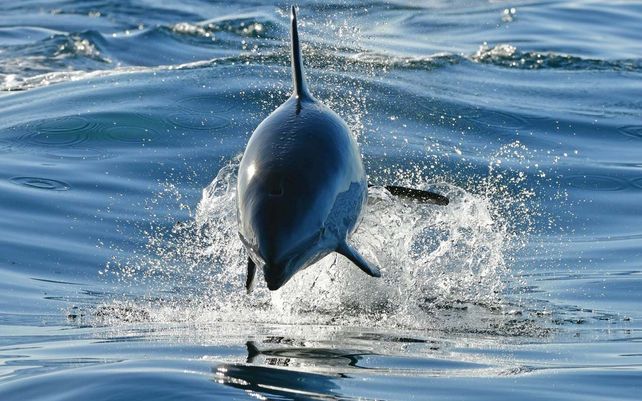 Los delfines fueron los protagonistas en Puerto Madryn: las mejores fotos